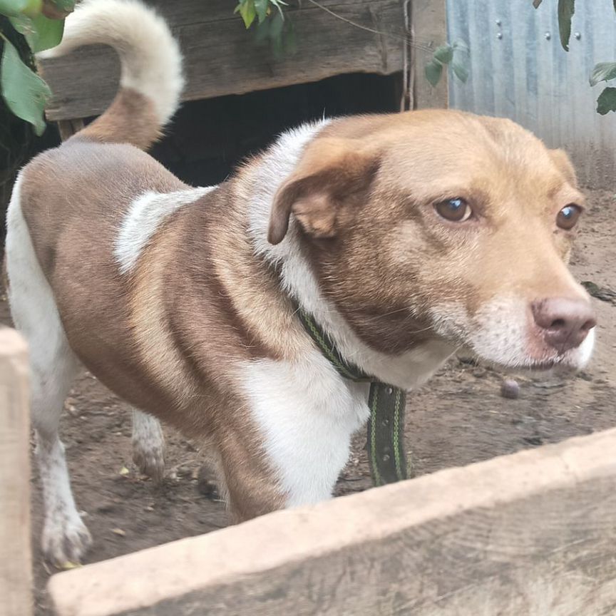 Взрослая собака в добрые руки