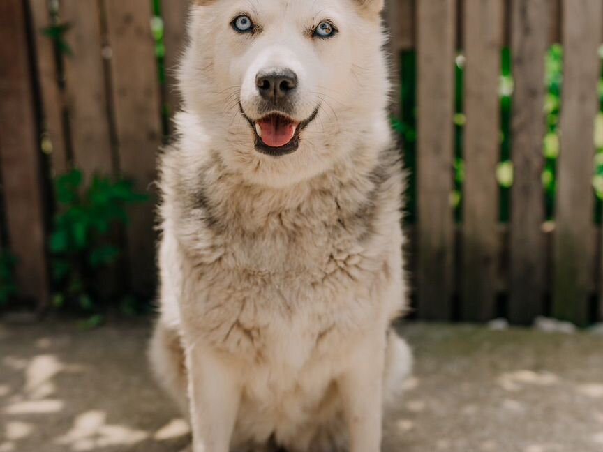 Алиса метис Сибирский хаски