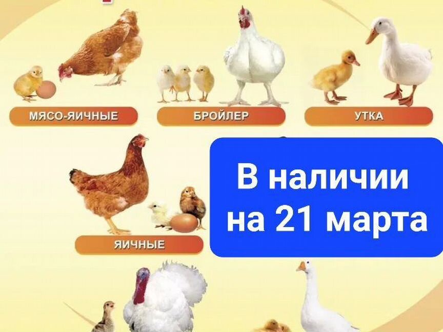 Цыплята бройлеры доминант голошейка