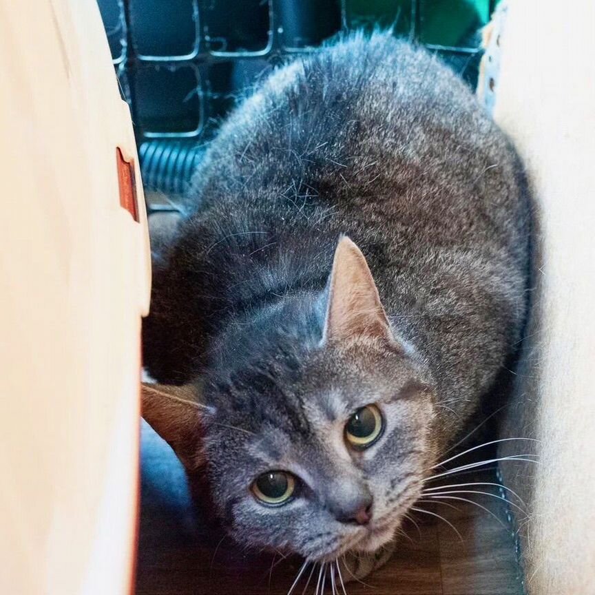 Взрослая кошка в добрые руки