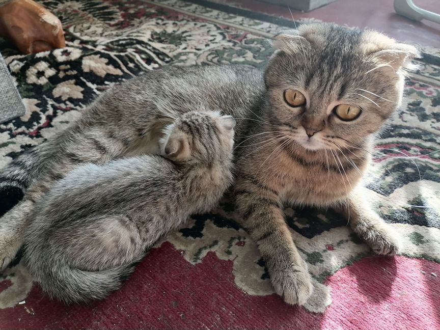 Шотландская вислоухая кошка бесплатно