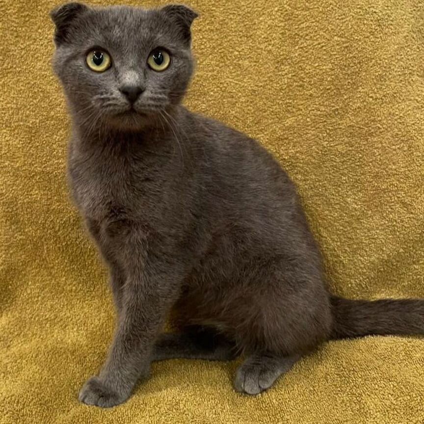 Шотландский вислоухий короткошёрстный котёнок