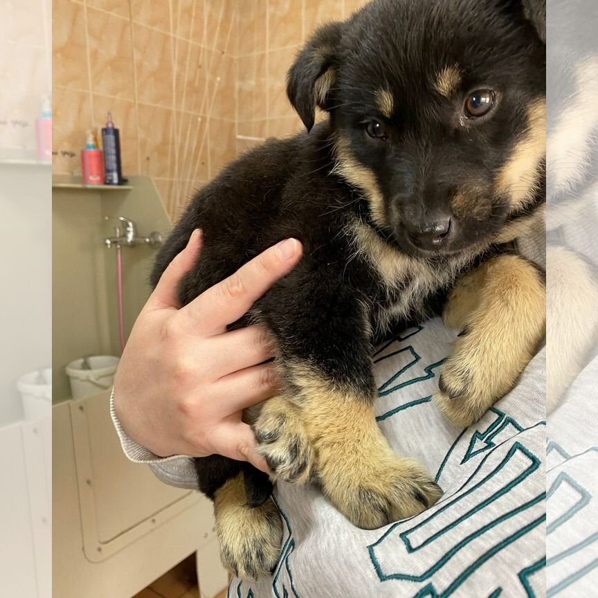 Щенок в добрые руки