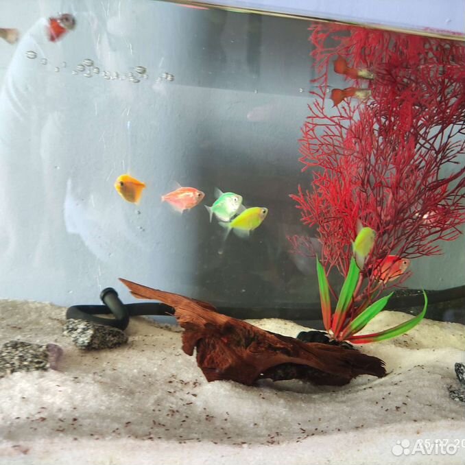 Отдам рыбок Тернеции GLO