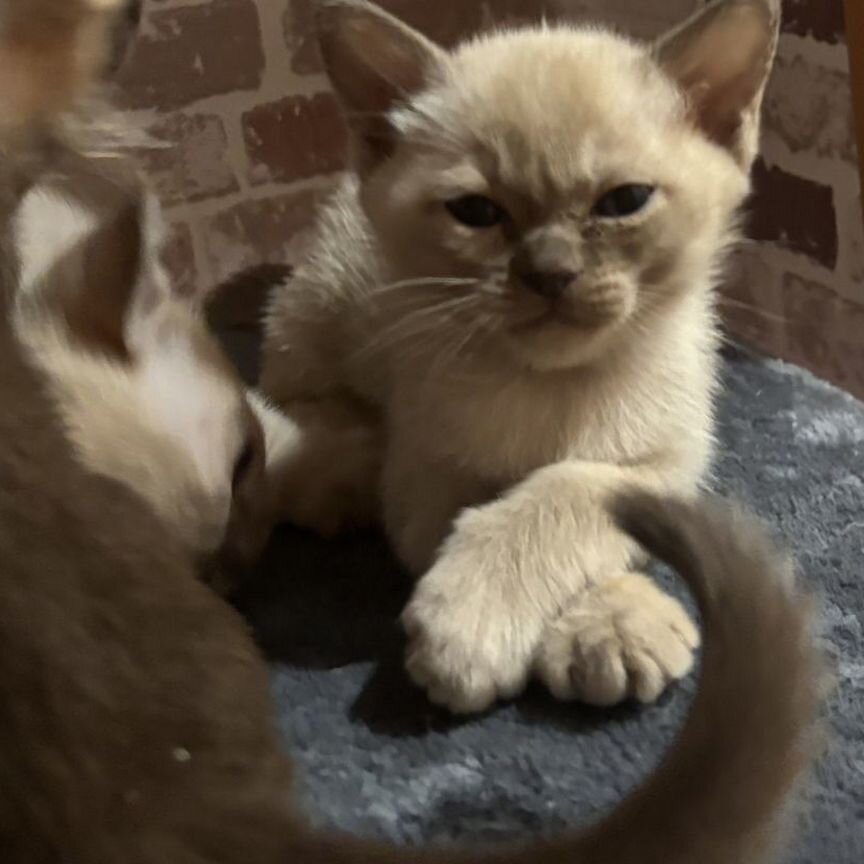 Европейский бурманский котёнок