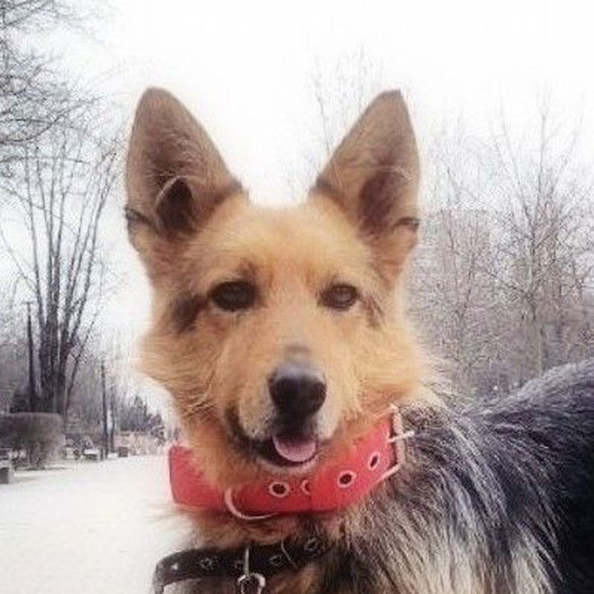 Собака в добрые руки