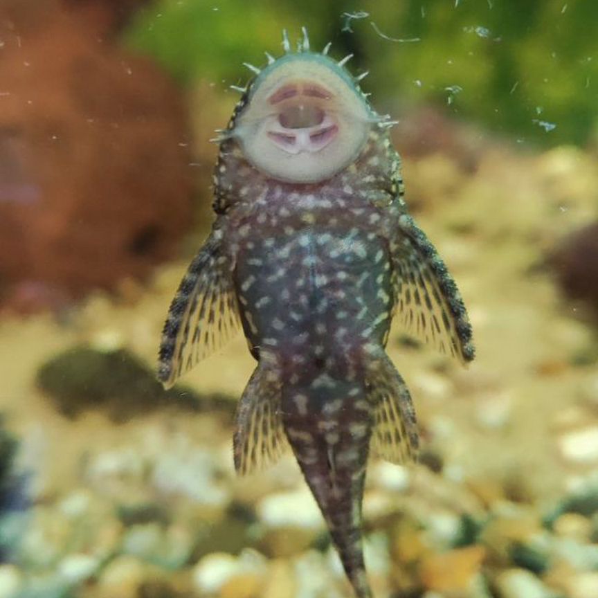 Анциструс подростки