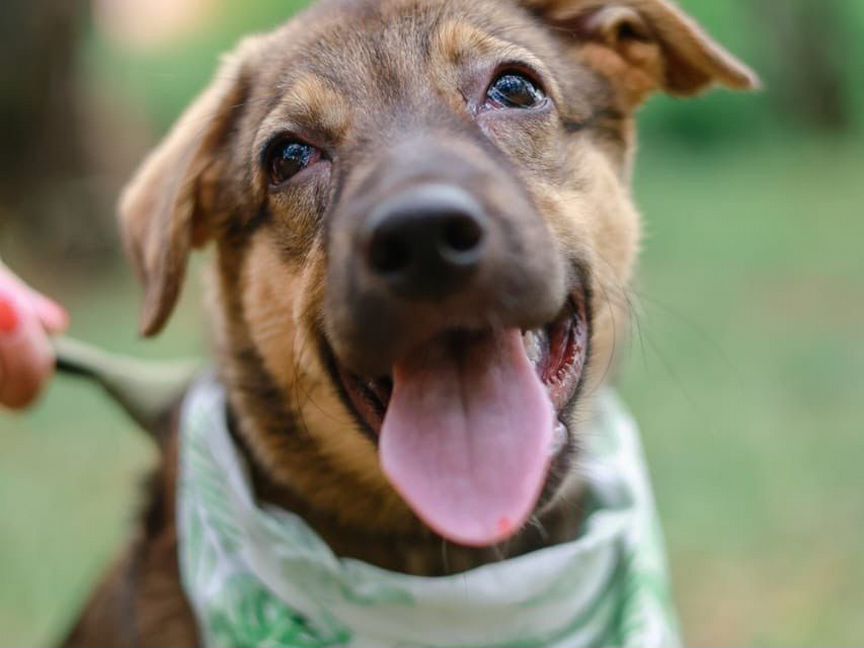 Мина, щенок из приюта в поисках дома