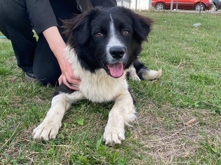 Молодой пёсик до года в добрые руки