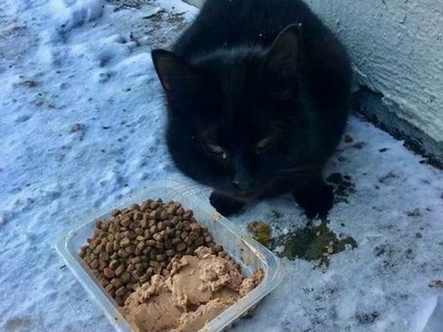 Коту нужнa передержка или дом в добрые руки
