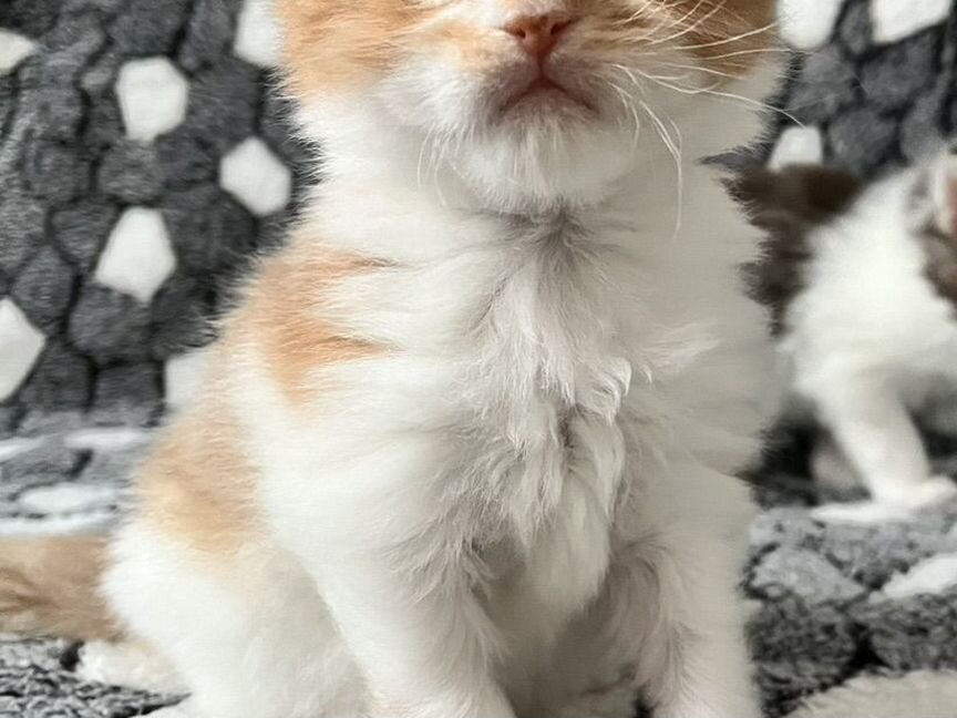 Котята мейн кун из питомника