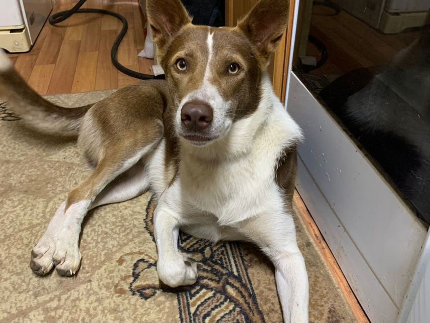 Собака в добрые руки