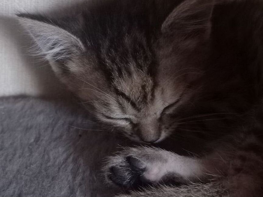 Котенок девочка бесплатно