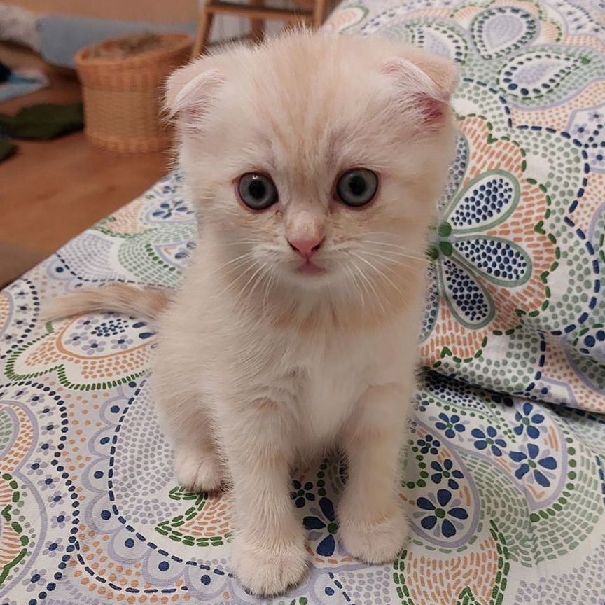 Шотландский котенок мальчик