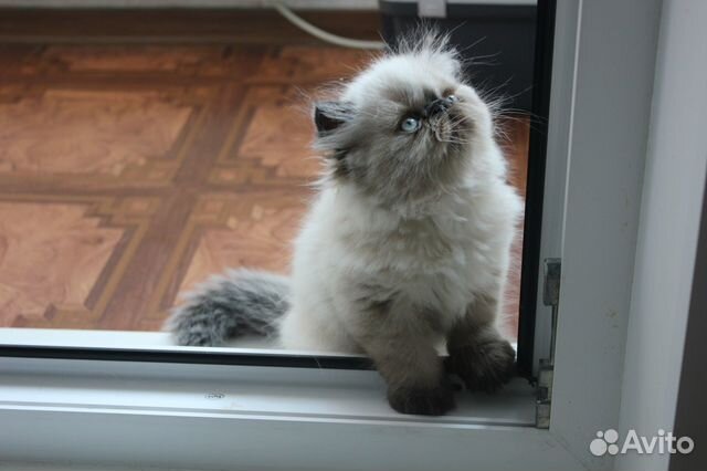 Котенок перс сил поинт