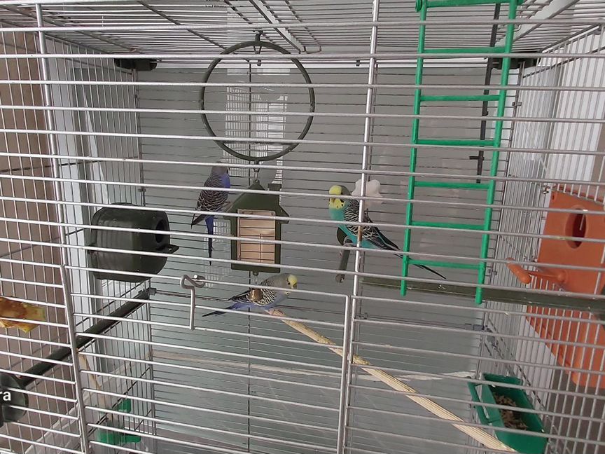 Продам большую клетку с волнистыми попугайчиками