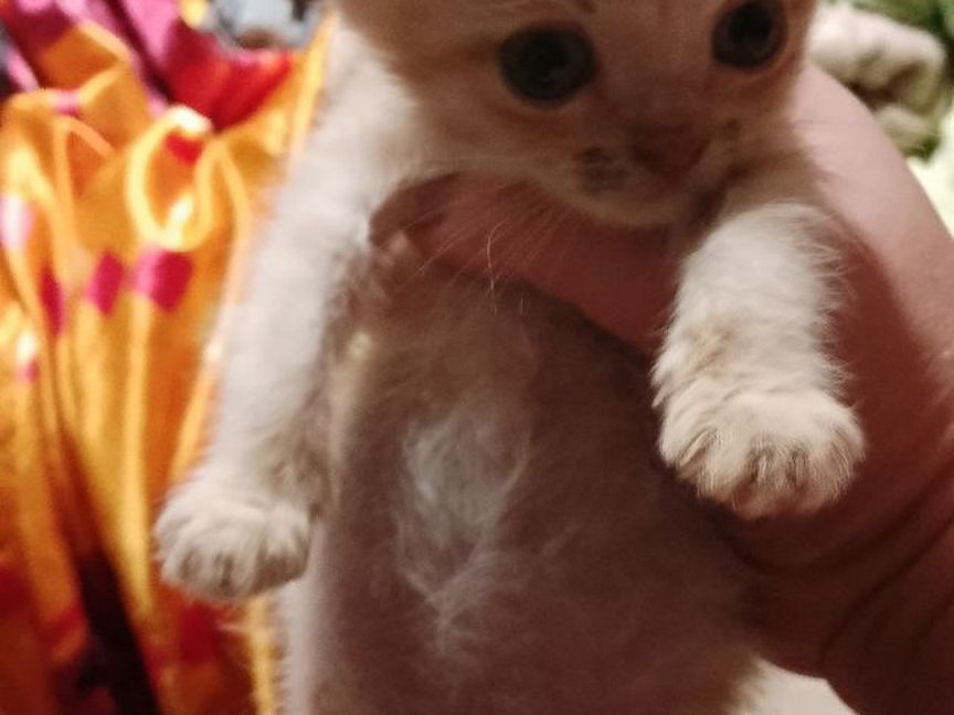 Котик мальчик