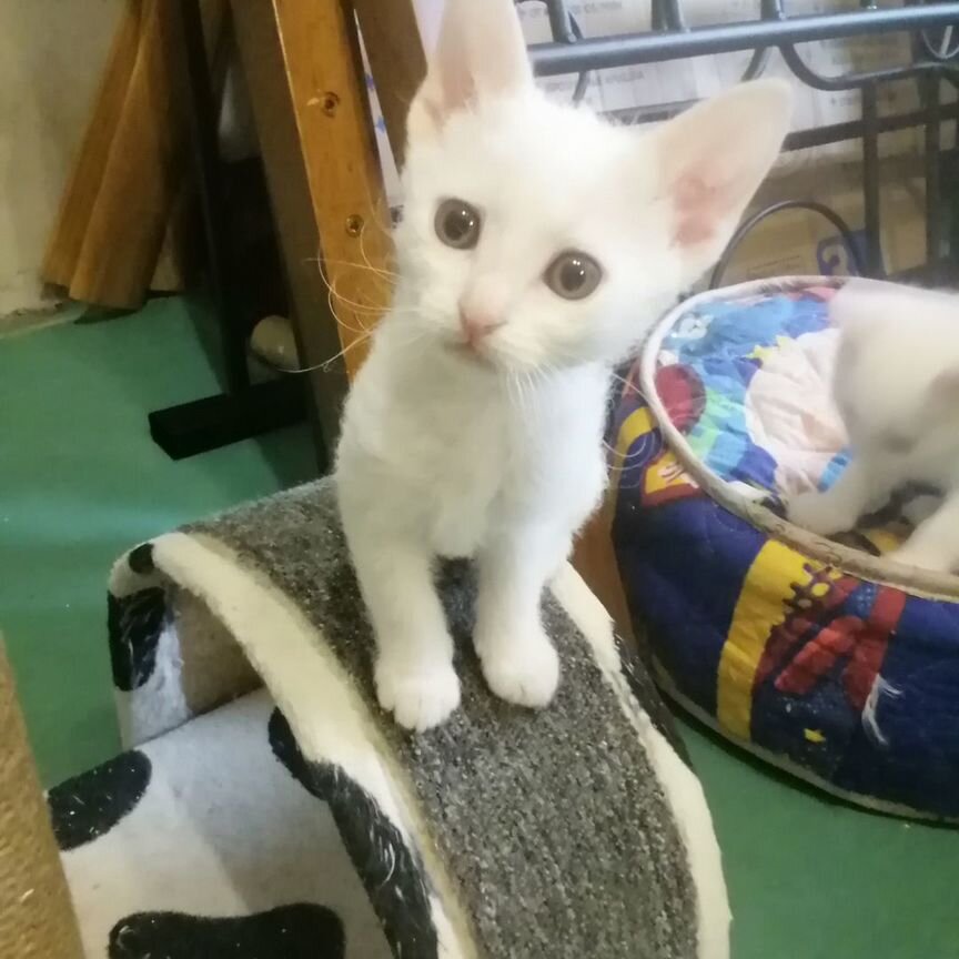 Котенок Сфинкс - браш. Мальчик.1,5м