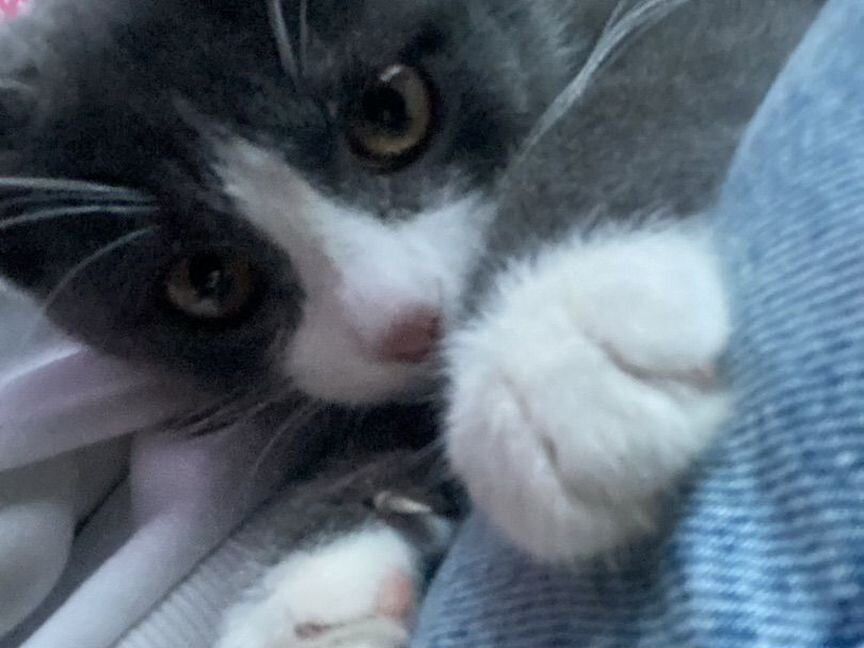 Котенок в добрые руки