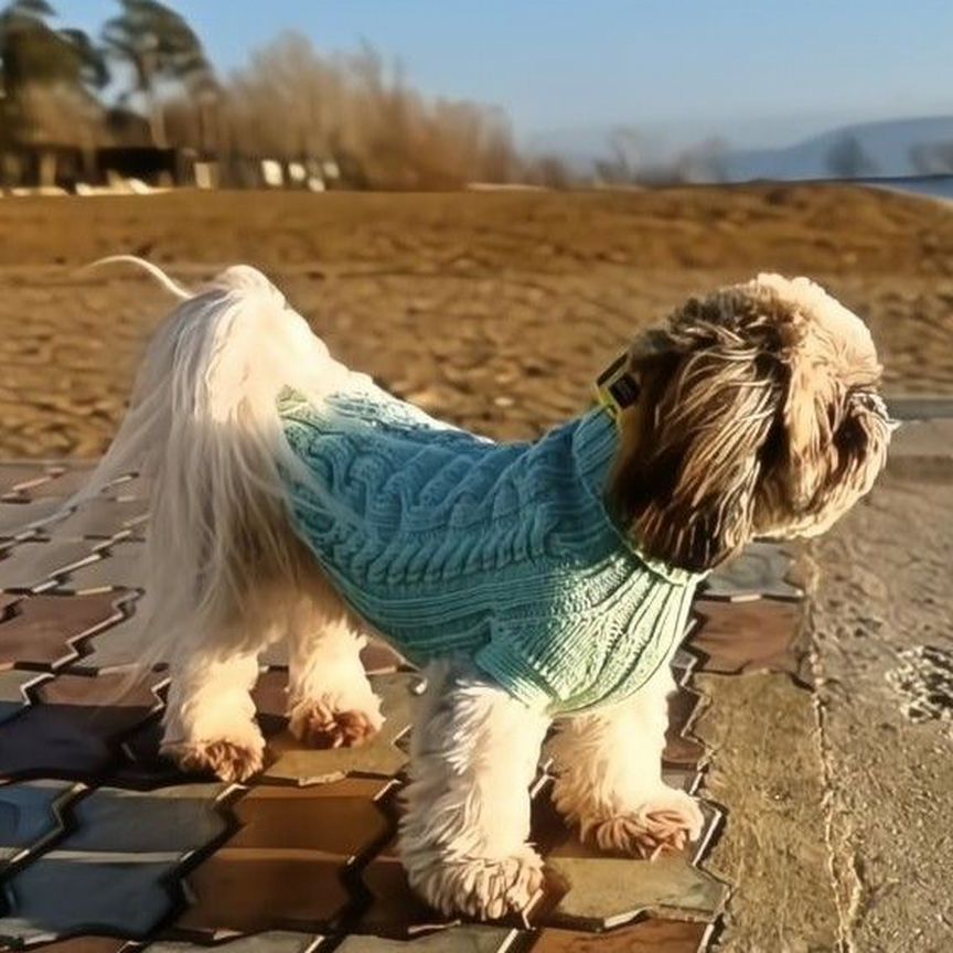 Одежда для собак свитер