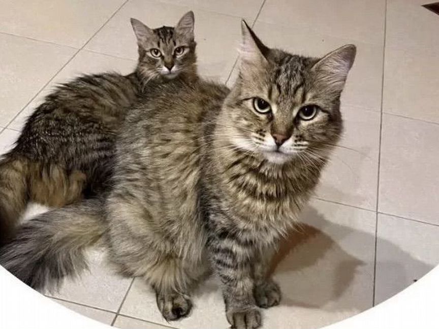 Котята с тяжелой судьбой