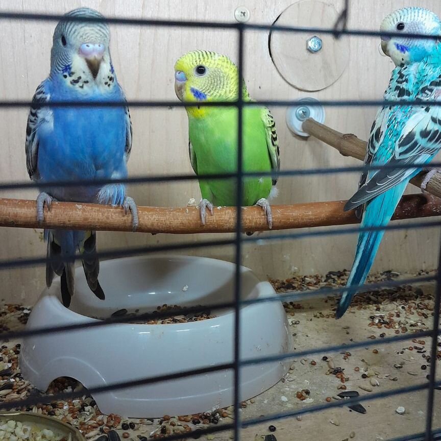 Волнистый попугай