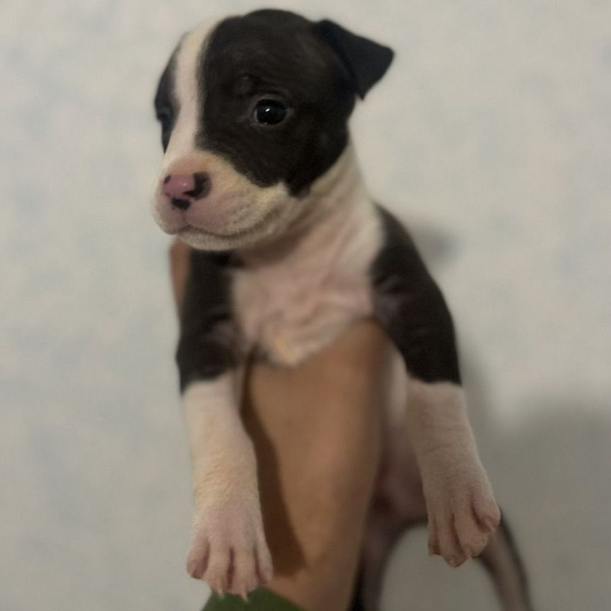 Американский стаффордширский терьер, щенок