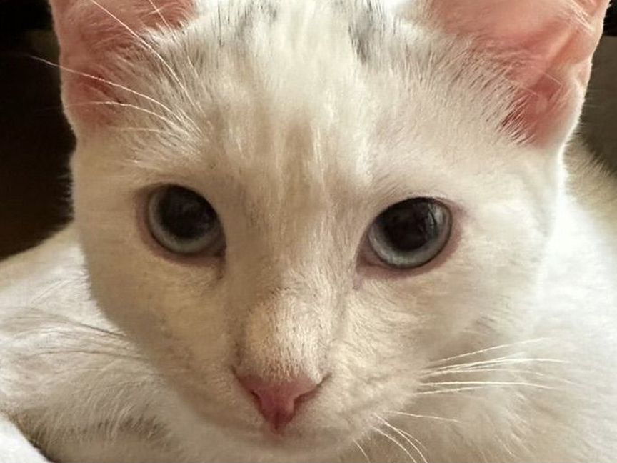 Котенок-подросток