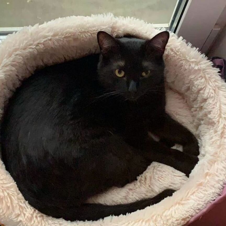 Черный кот в добрые руки