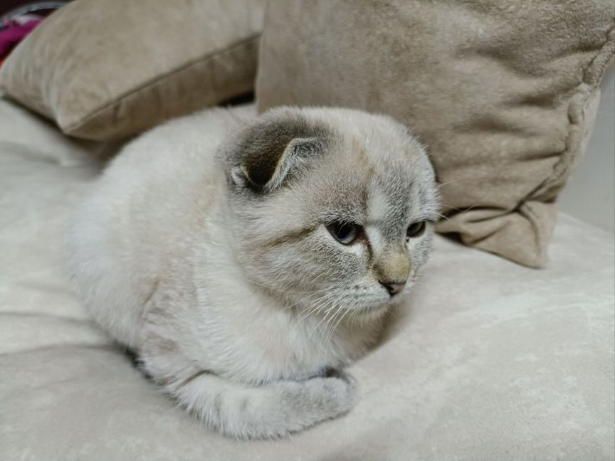 Случка. Вислоухая Шотландская