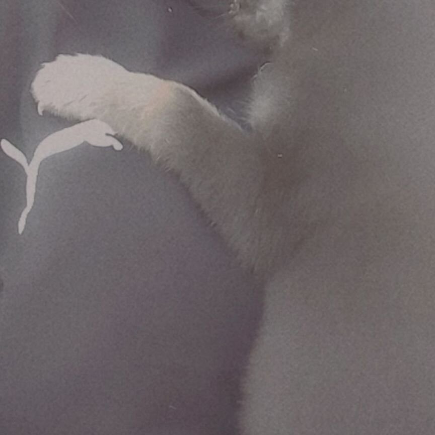 Щенки, подбросили