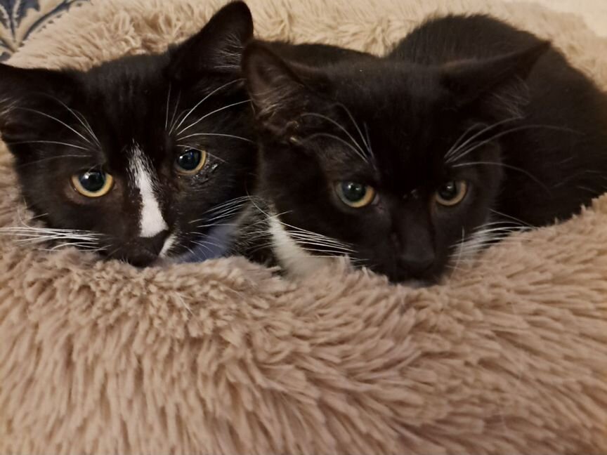Чудесные котята ищут дом