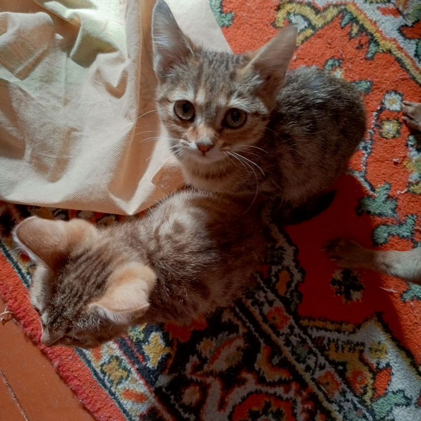 Кошечка в добрые руки