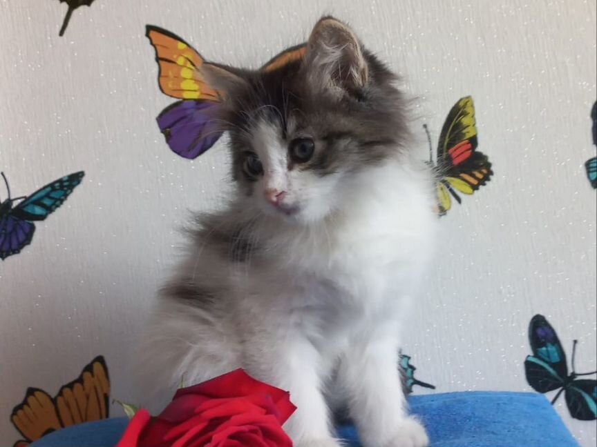 Котенок ищет любящих хозяев
