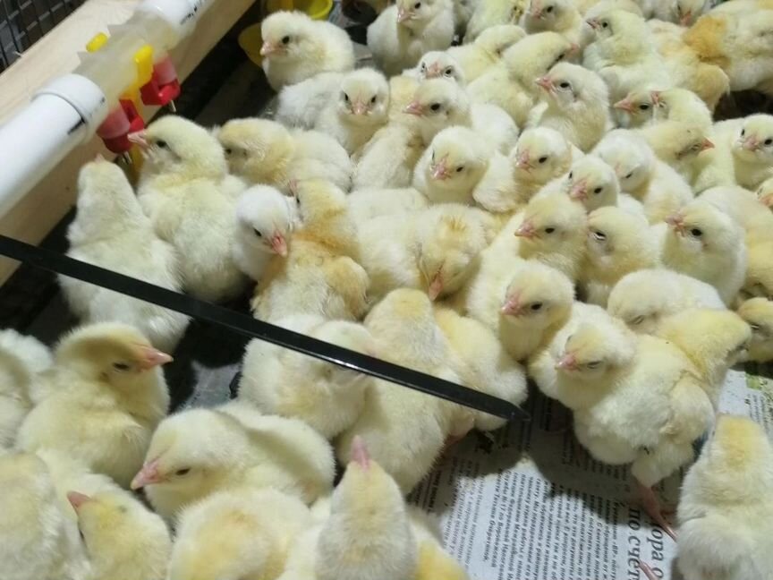 Цыплята бройлеры кобб 500