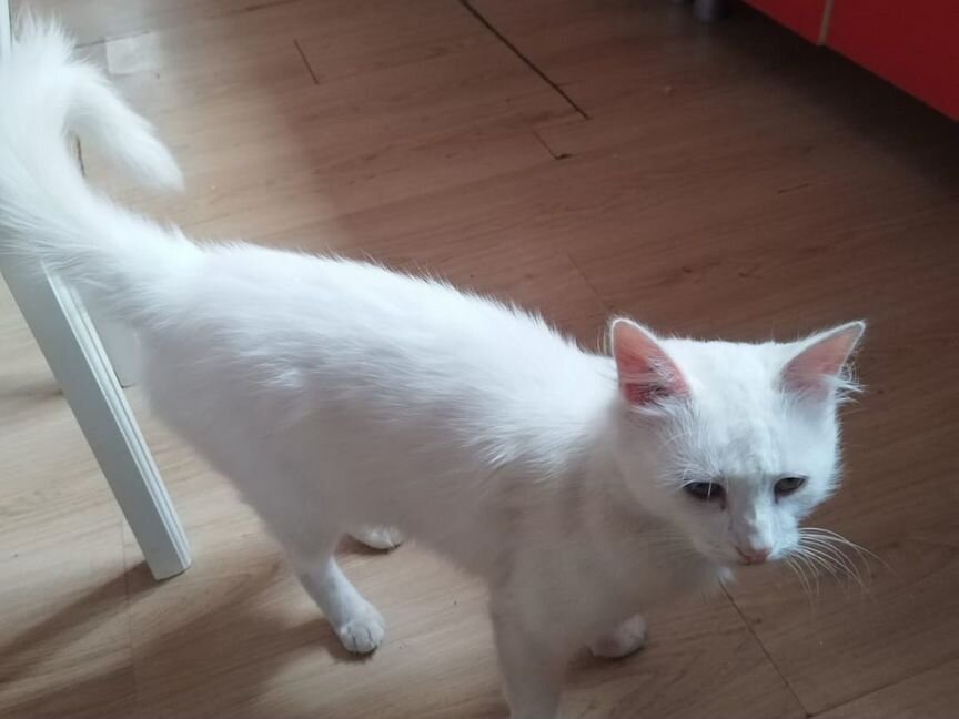 Отдам котика Мурзика 1,8 в добрые руки
