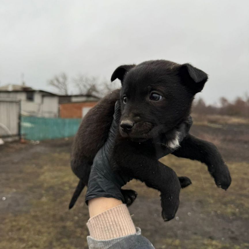 Щенки в добрые руки