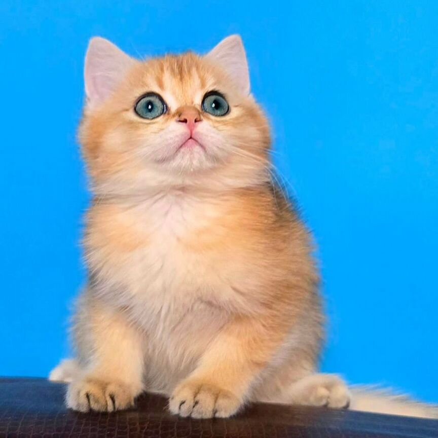 Золотые шикарные котятки