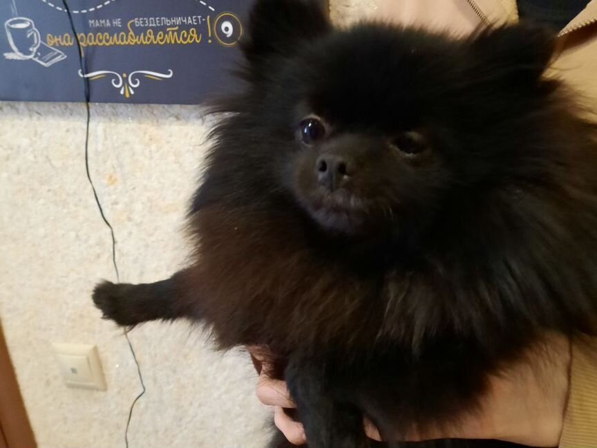 Шпиц ищет жениха