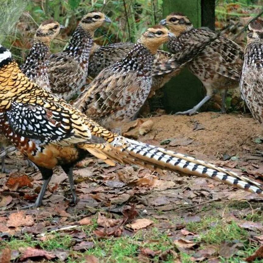 Самка королевского фазана