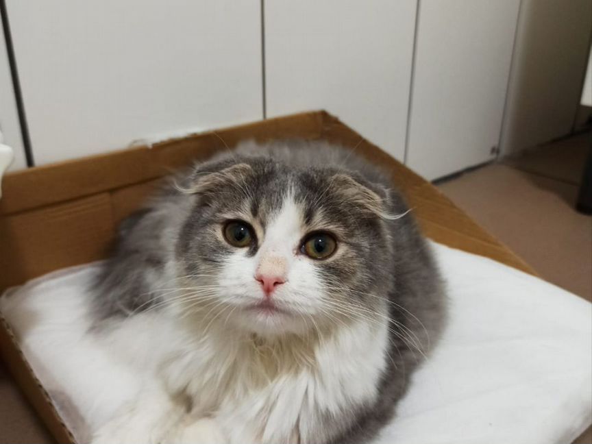 Кошечка ищет доброго хозяина. Дар. Бесплатно