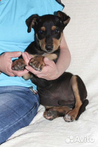 Обаятельный Рик в добрые руки