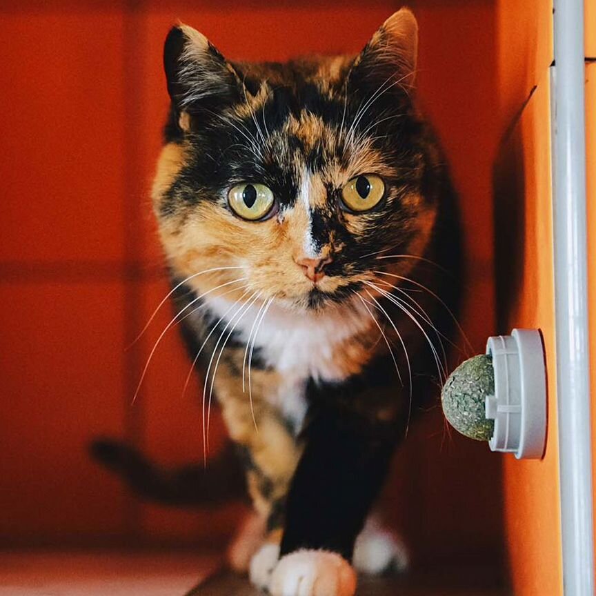 Взрослая кошка из приюта