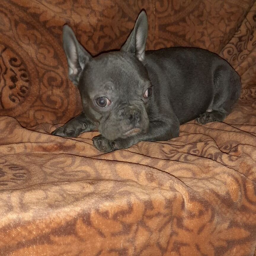 Мальчишки в голубом наряде