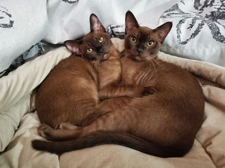 Бурманский котенок