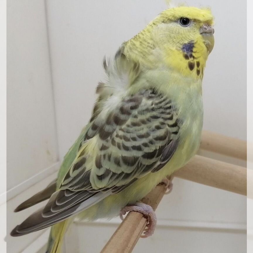 Попугай самка хагоромо на самца