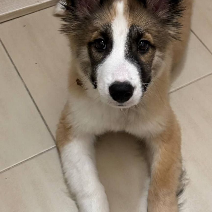 Отдам собаку в добрые руки