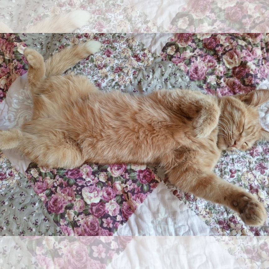 Отдам в добрые руки рыжий, сама взять не смогу