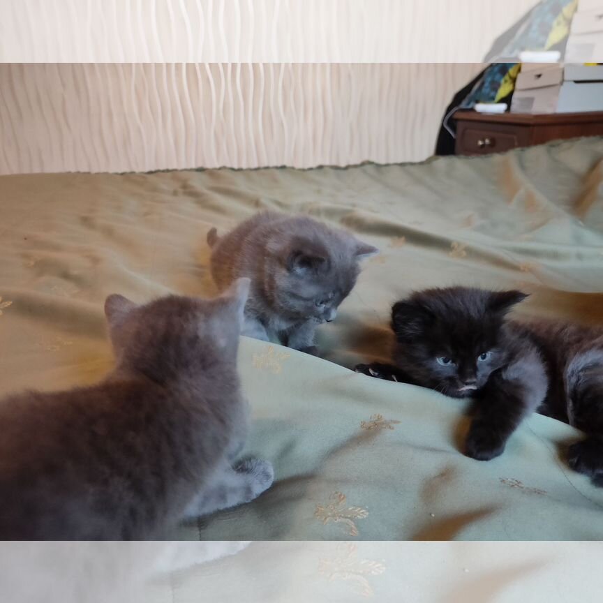 Котёнок в добрые руки