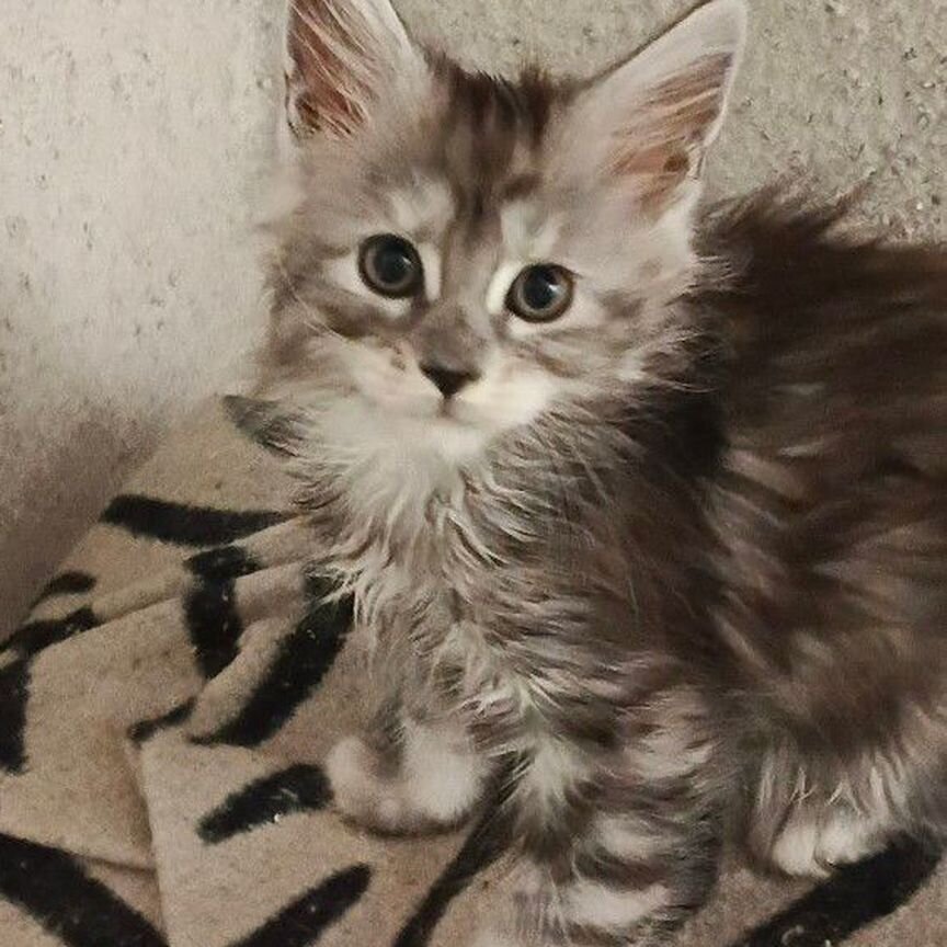 Мейн-кун котёнок